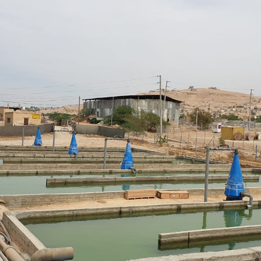 Farah Fish Farm – Catch of the day