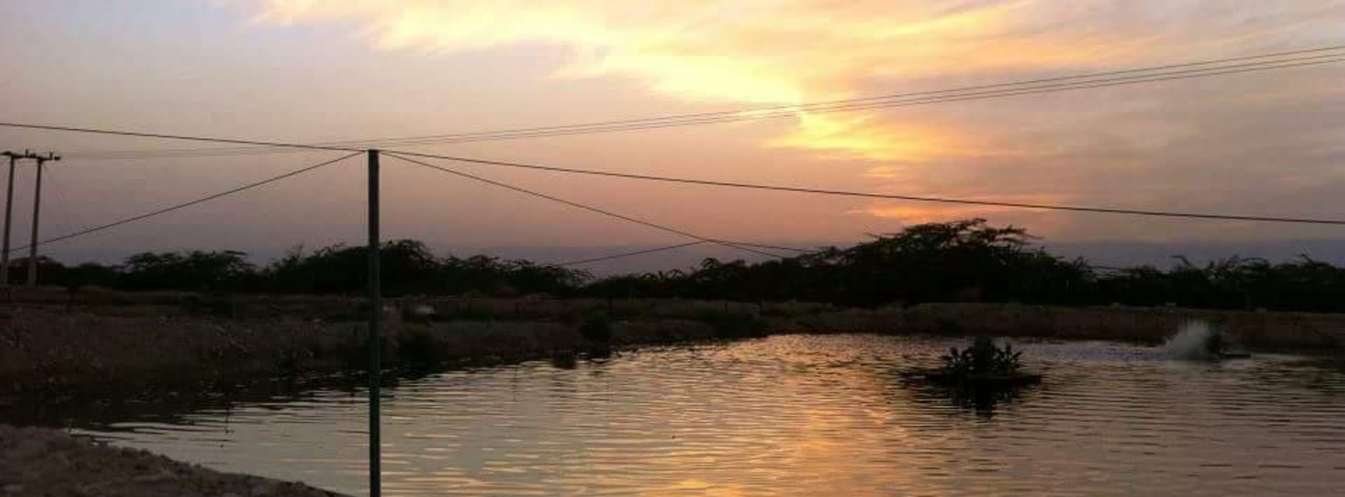 Farah Fish Farm – Catch of the day